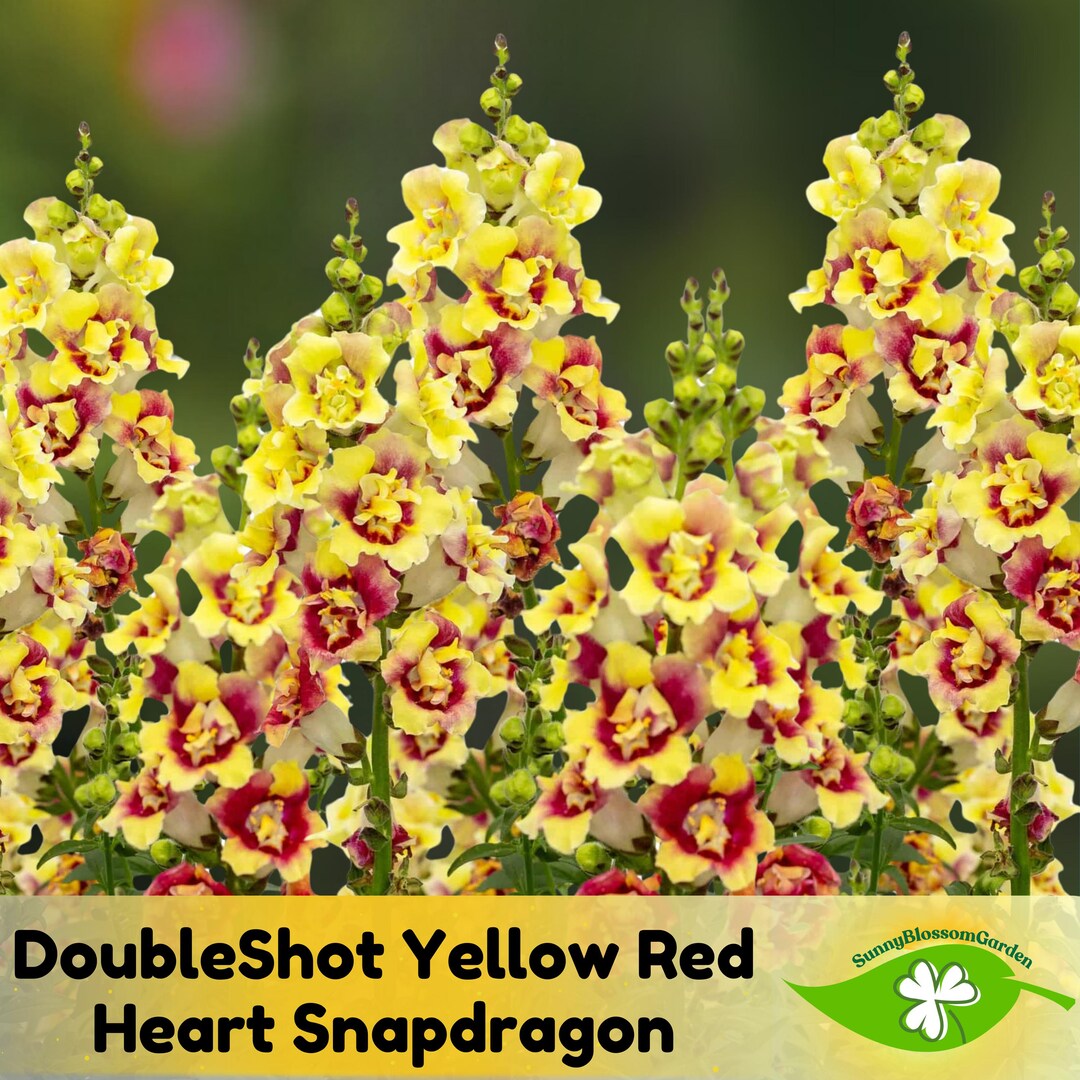 15+ Seeds| Doubleshot Yellow Red Heart Snapdragon Seeds -cold Resistant ...