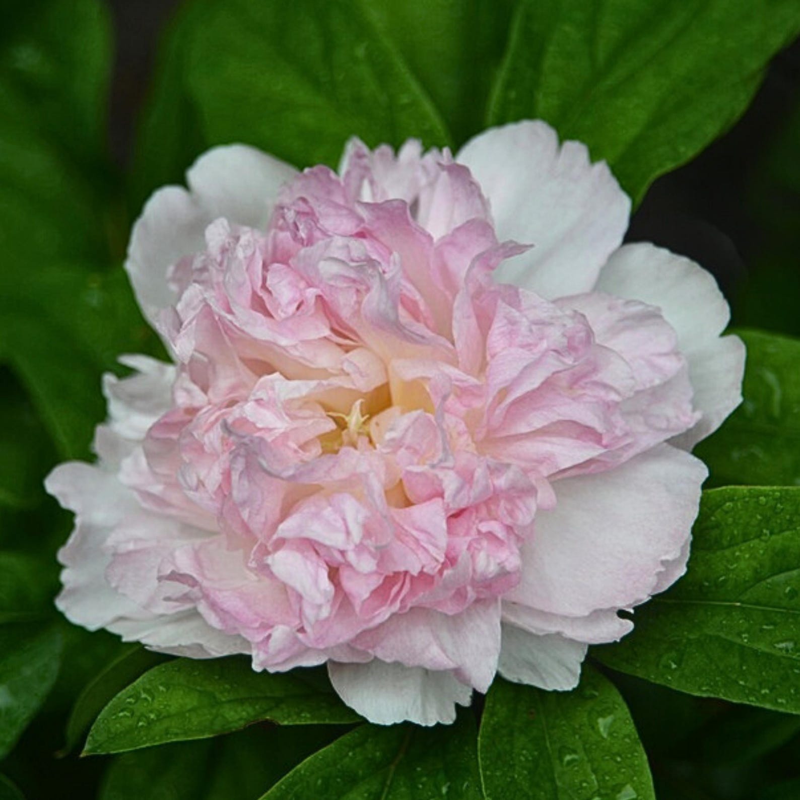 5+ Seeds| Raspberry Sundae Peony Seeds - Peony Flower – Paeonia ...