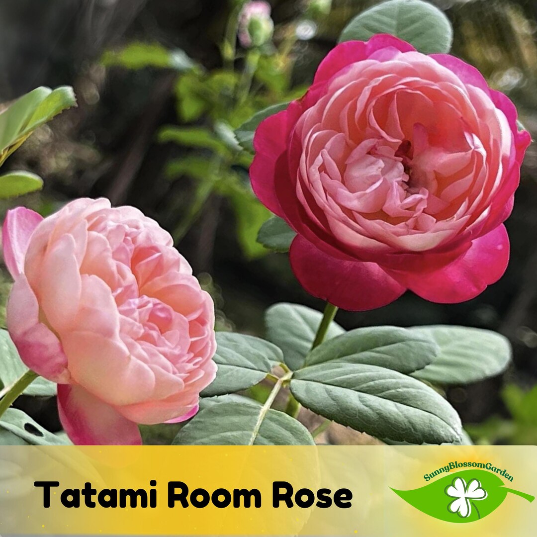 15+ Seeds| Tatami Room Rose Seeds - Flower Seeds - Rose Garden ...