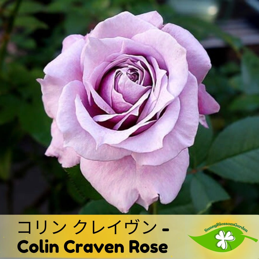 15+ Seeds| コリン クレイヴン - Colin Craven Rose Seeds - Flower Garden ...