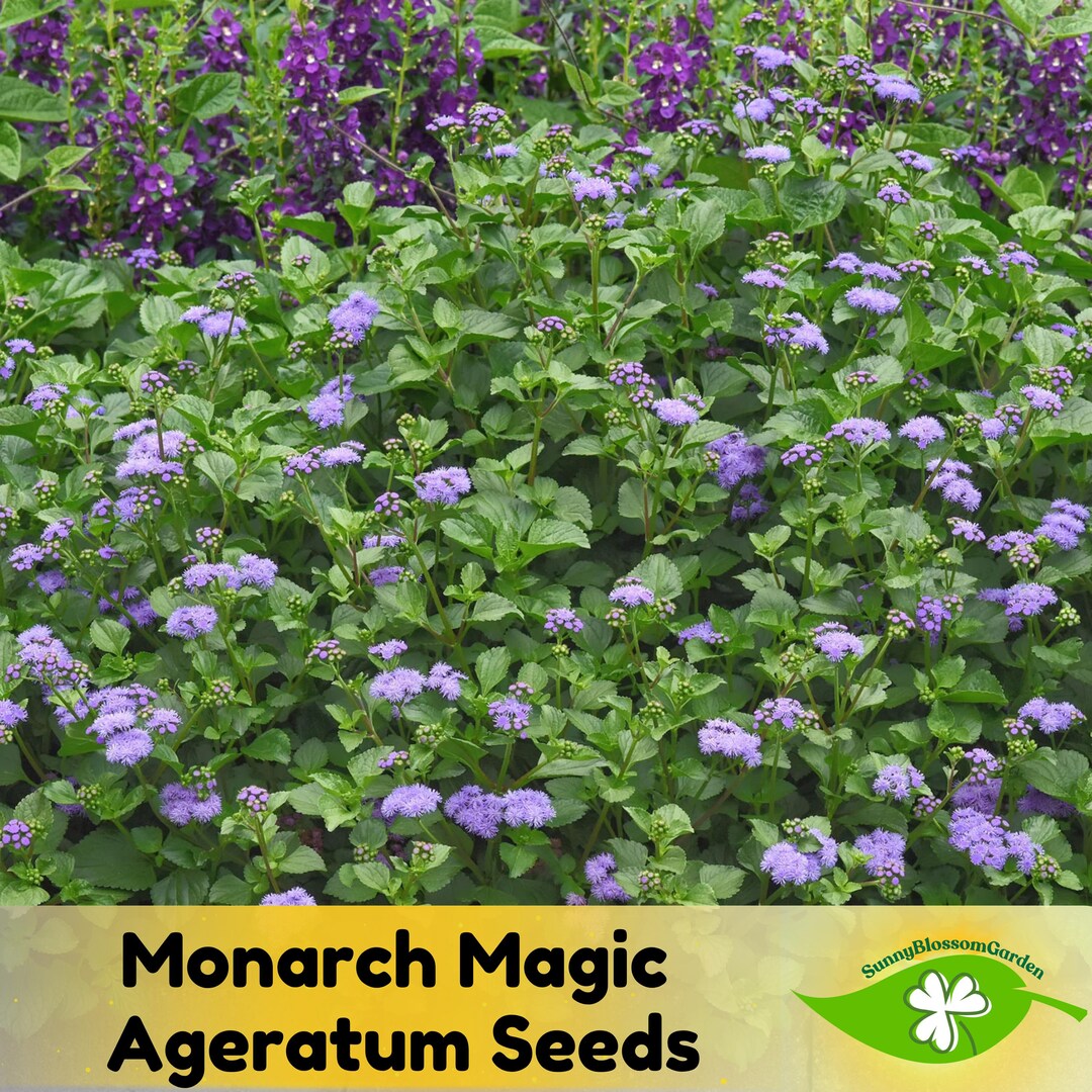 15+ Seeds| Monarch Magic Ageratum Seeds - Dwarf - Fast Growing - Potted ...