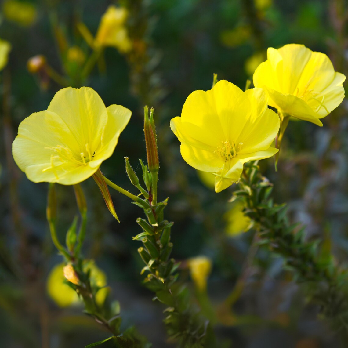 Evening Primrose Seeds: Fragrant, Edible, Drought-resistant - Etsy