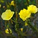 Evening Primrose Seeds: Fragrant, Edible, Drought-resistant - Etsy