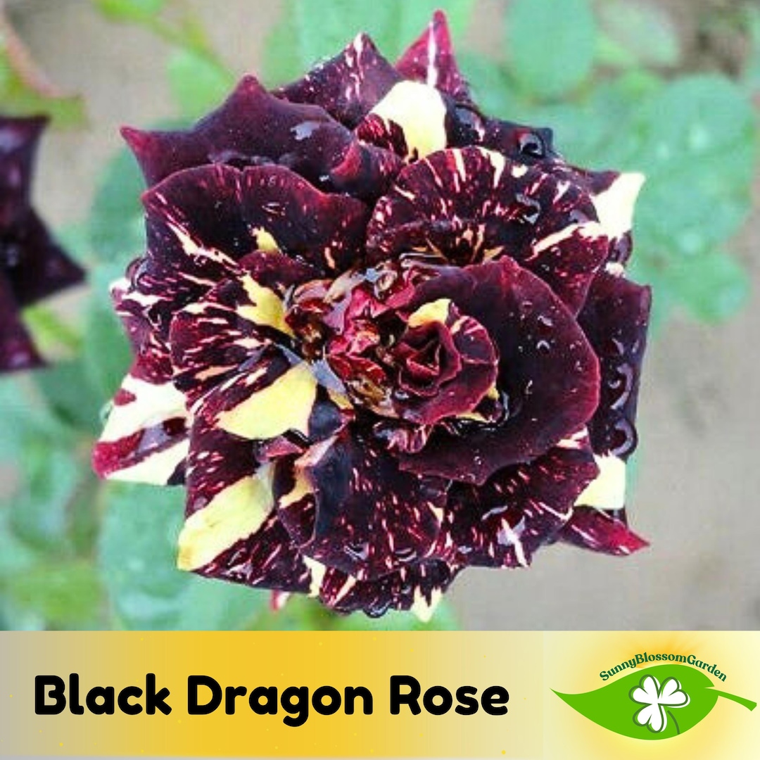 15+ Seeds| Black Dragon Rose Seeds - Rosa - Perennial - Flowering ...