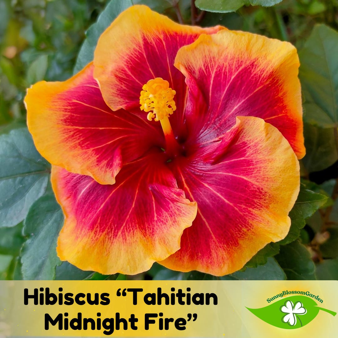 15+ Seeds| Hibiscus “tahitian Midnight Fire” Seeds - Bush & Shrub Seeds ...