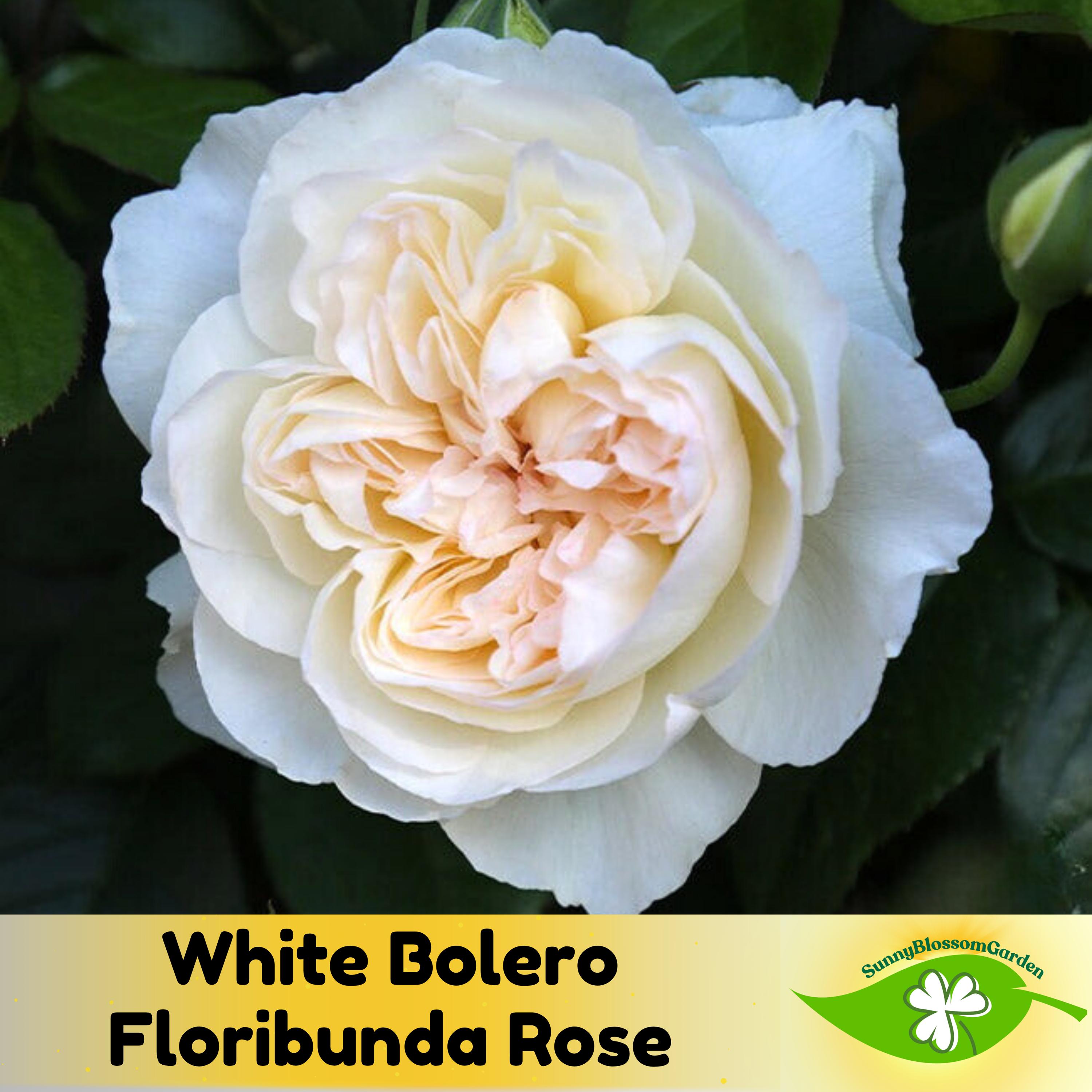 15+ Seeds| White Bolero Floribunda Flower Rose Seeds - Rosa - Perennial ...