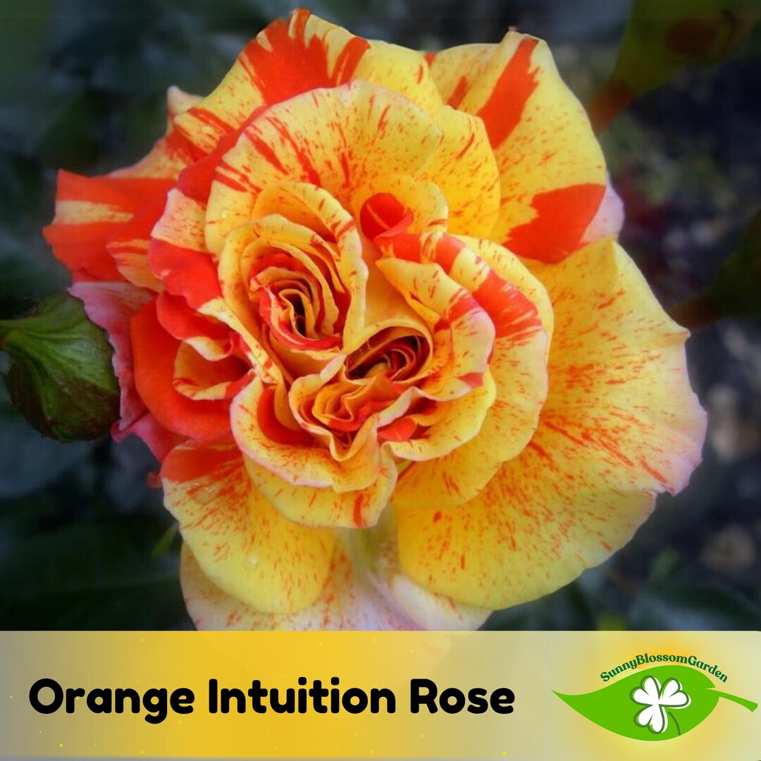 Orange Intuition Rose Seeds: Rare Exotic Perennial Flower - Etsy