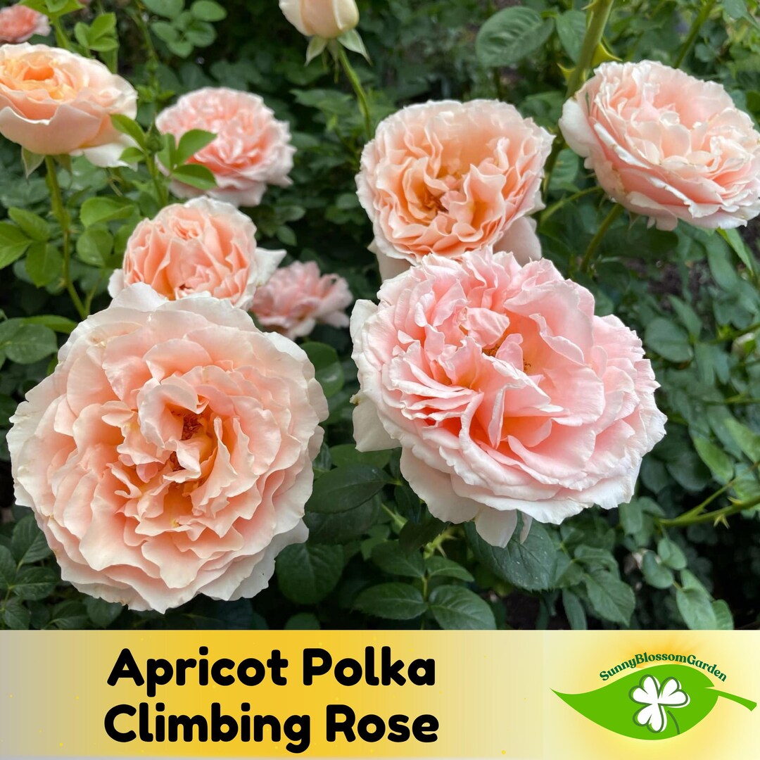 15+ Seeds| Apricot Polka Climbing Flower Rose Seeds - Rosa - Perennial ...