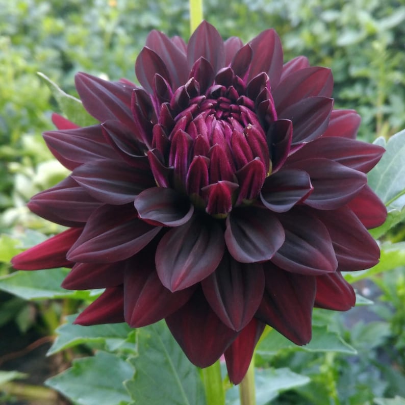 Hollyhill Black Beauty Dahlia Seeds - Open-pollinated, Easy Grow (20 ...