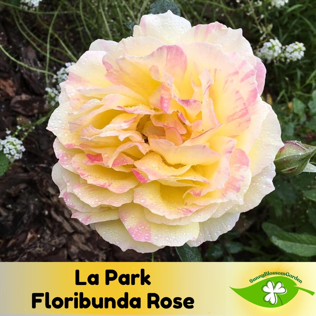 15+ Seeds| La Park Floribunda Rose Seeds - Rose Garden - Flower ...