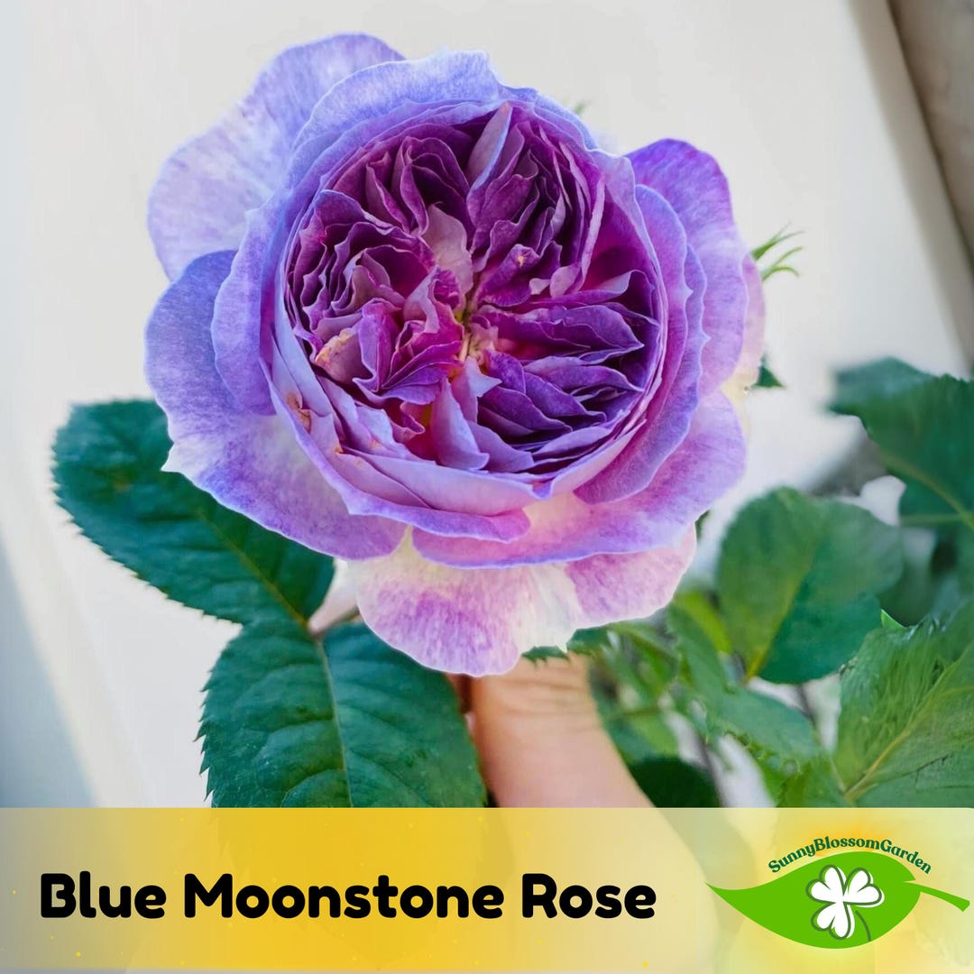 15+ Seeds| Blue Moonstone Rose Seeds - Rosa - Perennial - Flowering ...