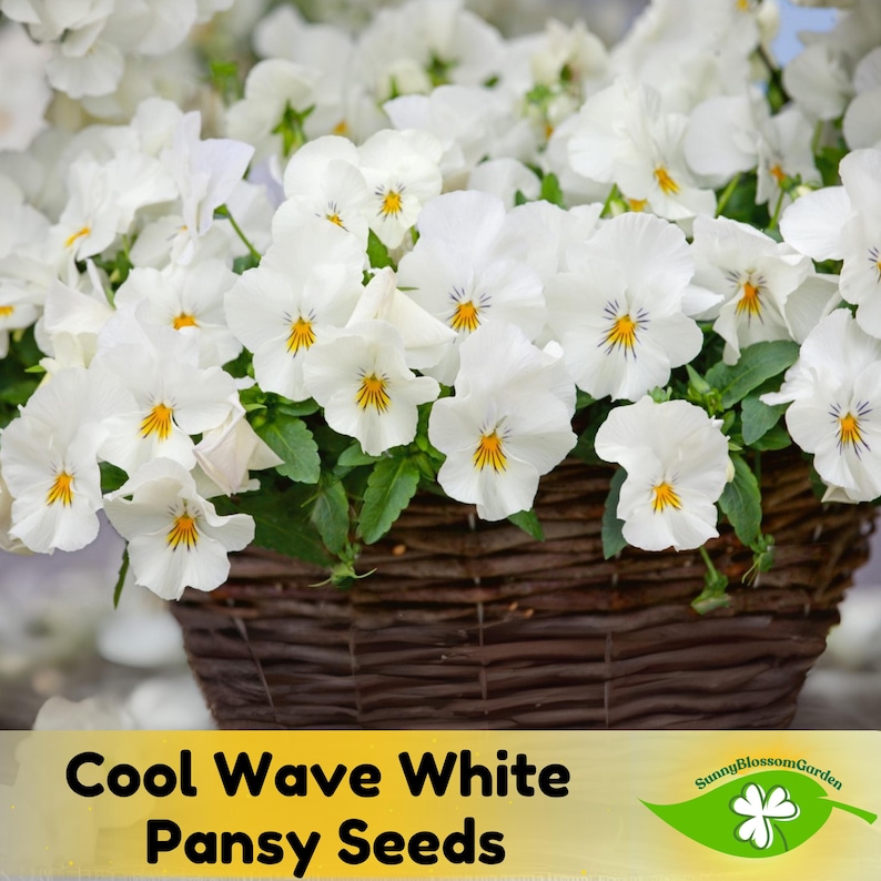 15+ Seeds| Cool Wave White Pansy Seeds - Open-pollinating - Self ...