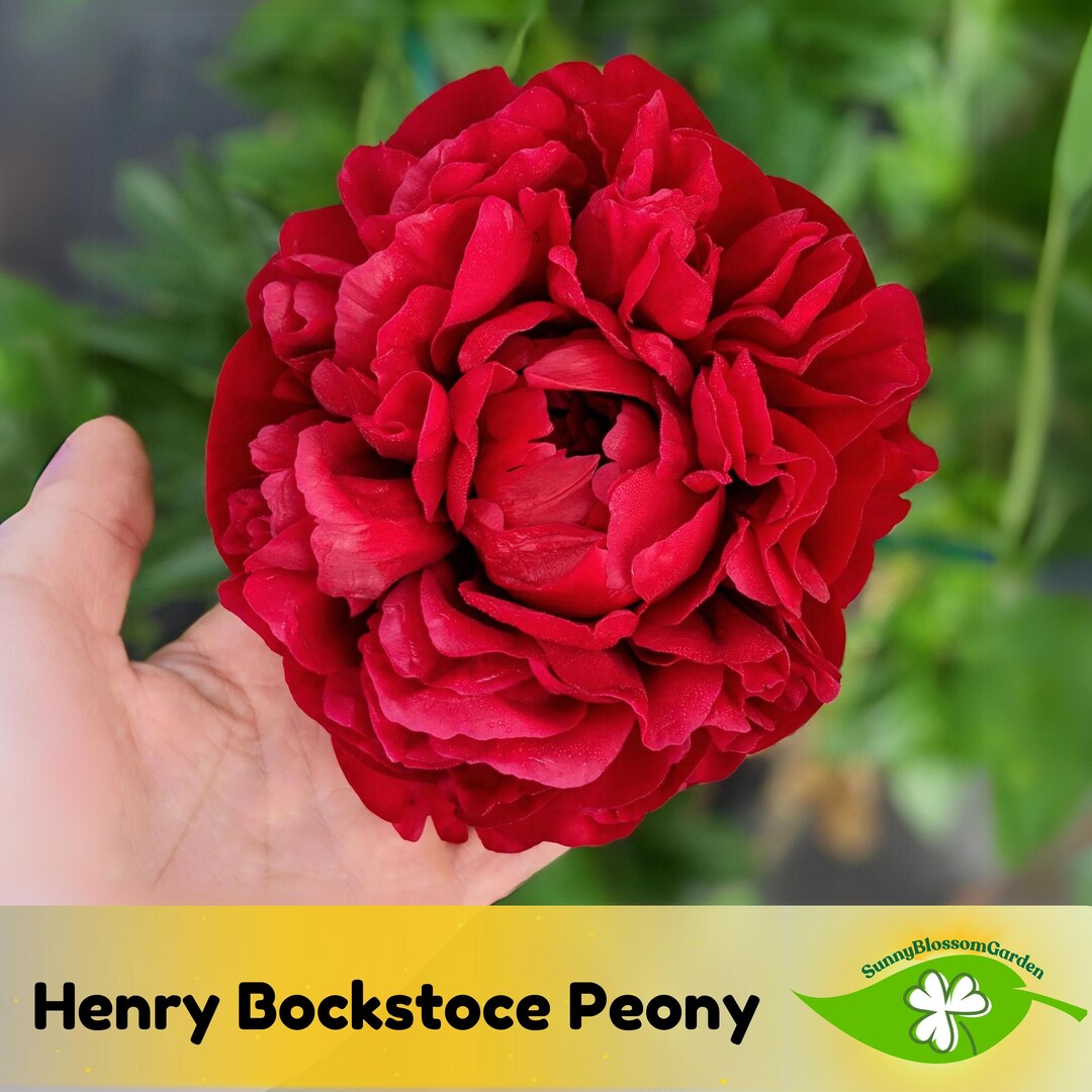 5+ Seeds| Henry Bockstoce Peony Seeds - Peony Flower – Paeonia – Perennial - Bush & Shrub Seeds ...
