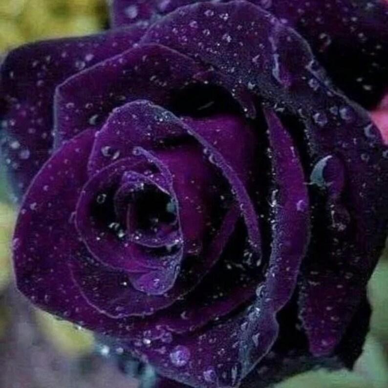 15+ Seeds| Dark Purple Rose Seeds - Flower Seeds - Rose Garden ...