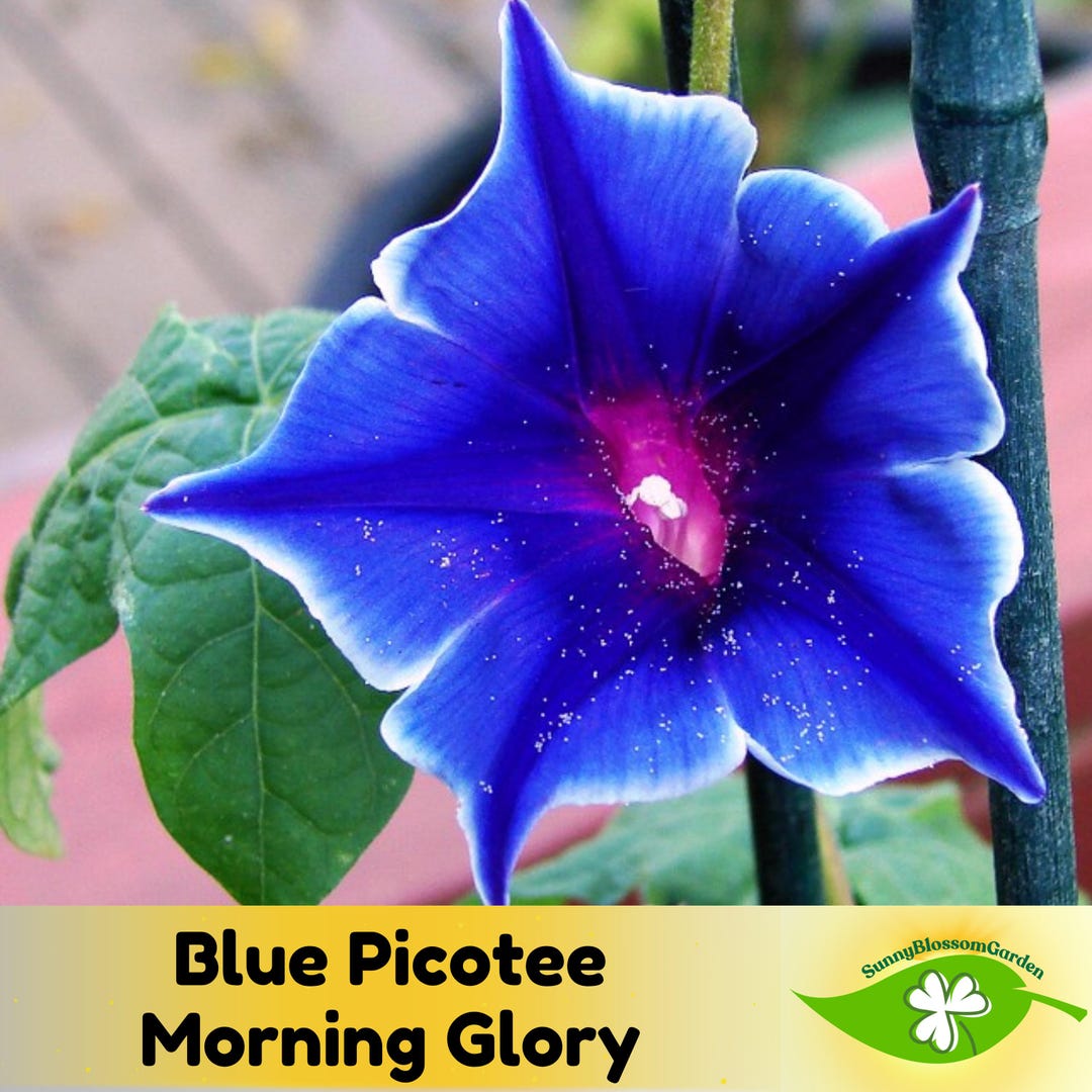 15+ Seeds| Blue Picotee Morning Glory Seeds - Vine Seeds - Fast Growing ...