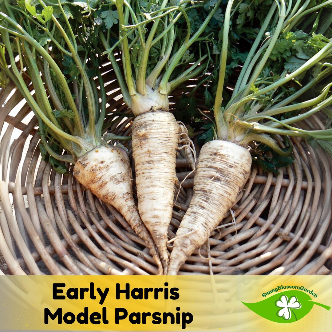 20 Seeds| Early Harris Model Parsnip Seeds - Vegetable Seeds ...