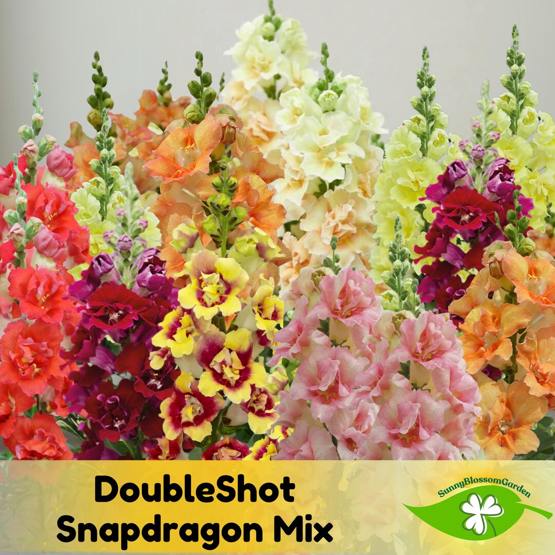 15+ Seeds| Doubleshot Snapdragon Mix Seeds - Potted - Cold Resistant ...