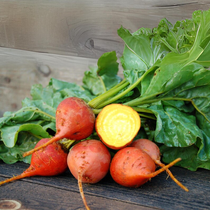 Touchstone Gold Beet Seeds - Vegetable Seeds - Beta - Biennial - Edible ...