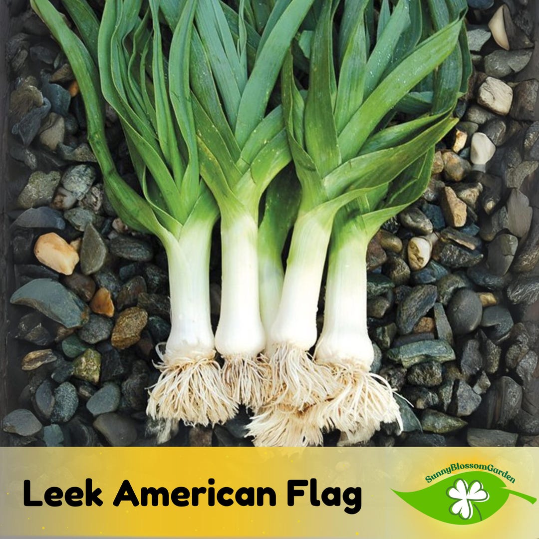 20 Seeds| Leek American Flag Seeds - Vegetable Seeds - Allium ...
