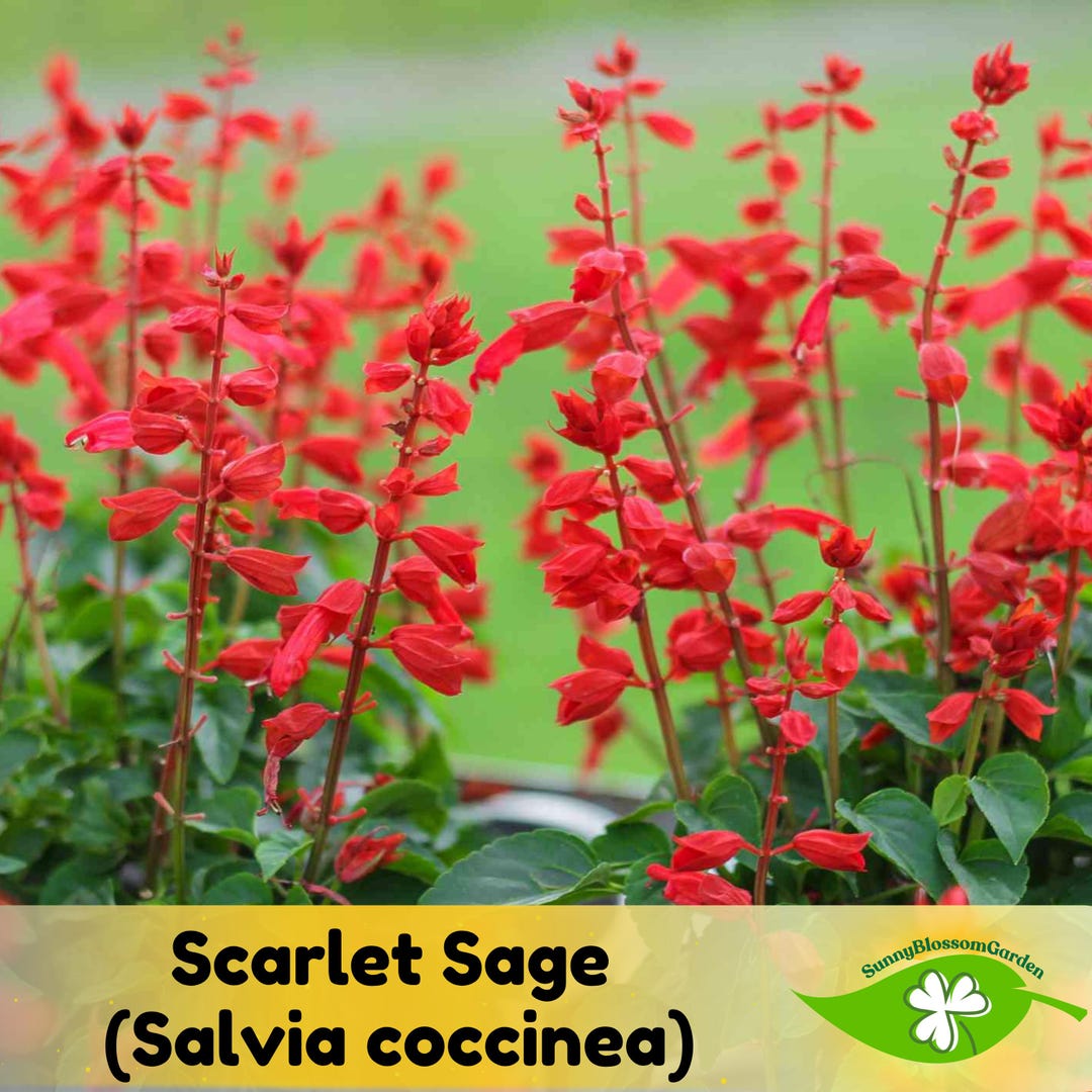 15+ Seeds| Scarlet Sage (salvia Coccinea) Seeds - Herb Seeds - Fast ...
