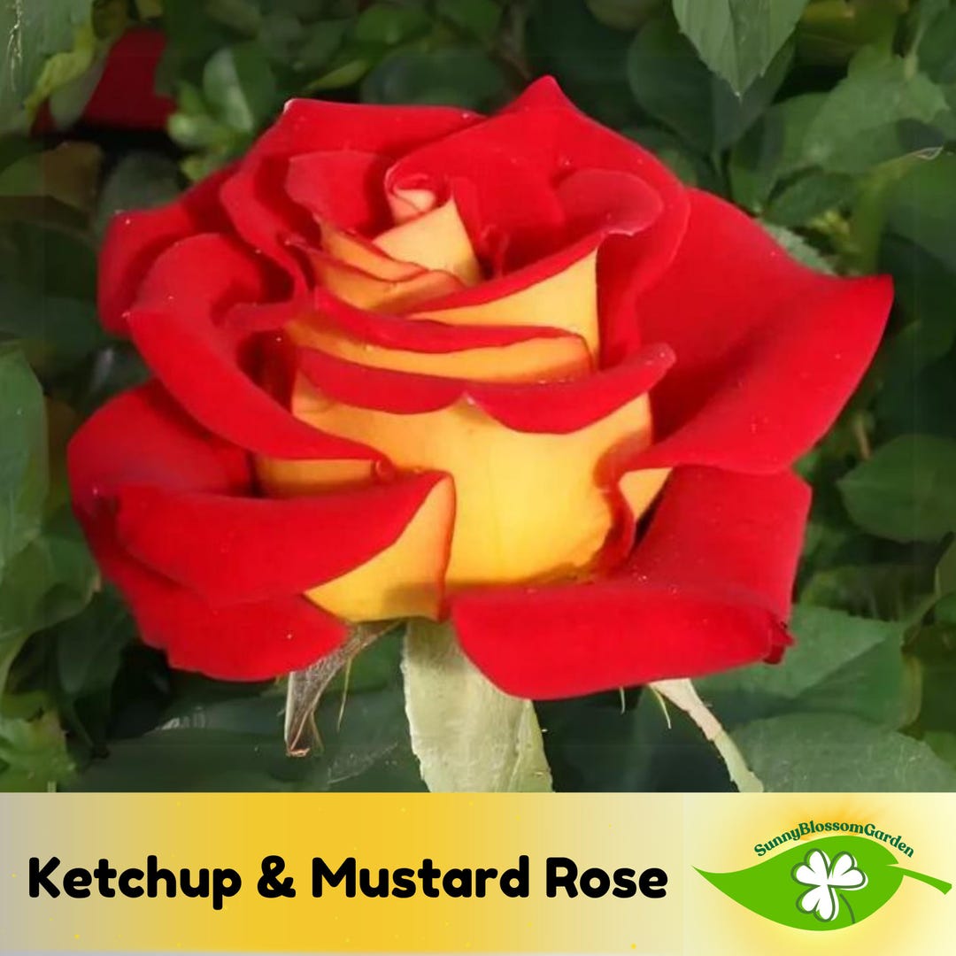 15+ Seeds| Ketchup & Mustard Rose Seeds - Rosa - Perennial - Flowering ...