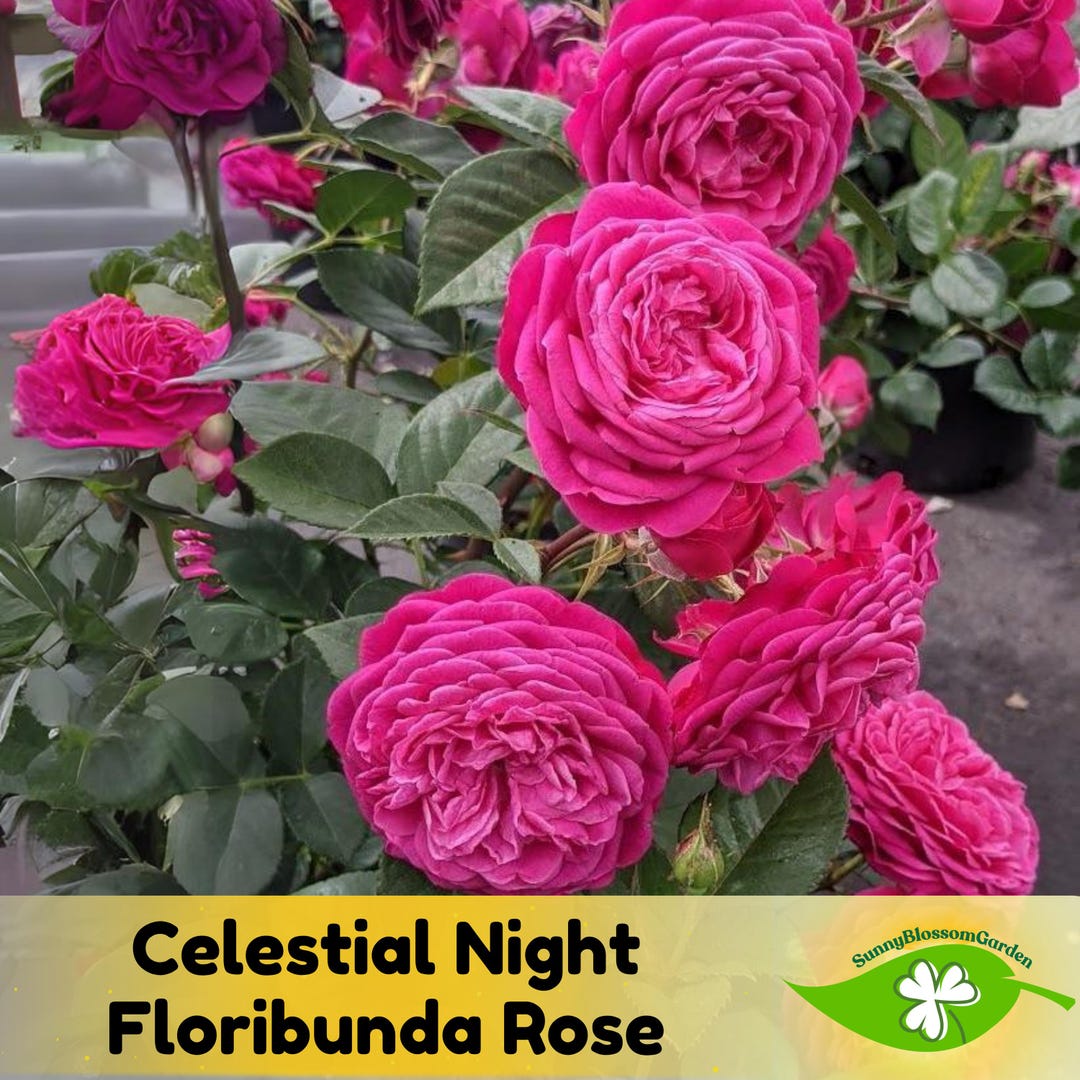15+ Seeds| Celestial Night Floribunda Flower Rose Seeds - Rosa ...
