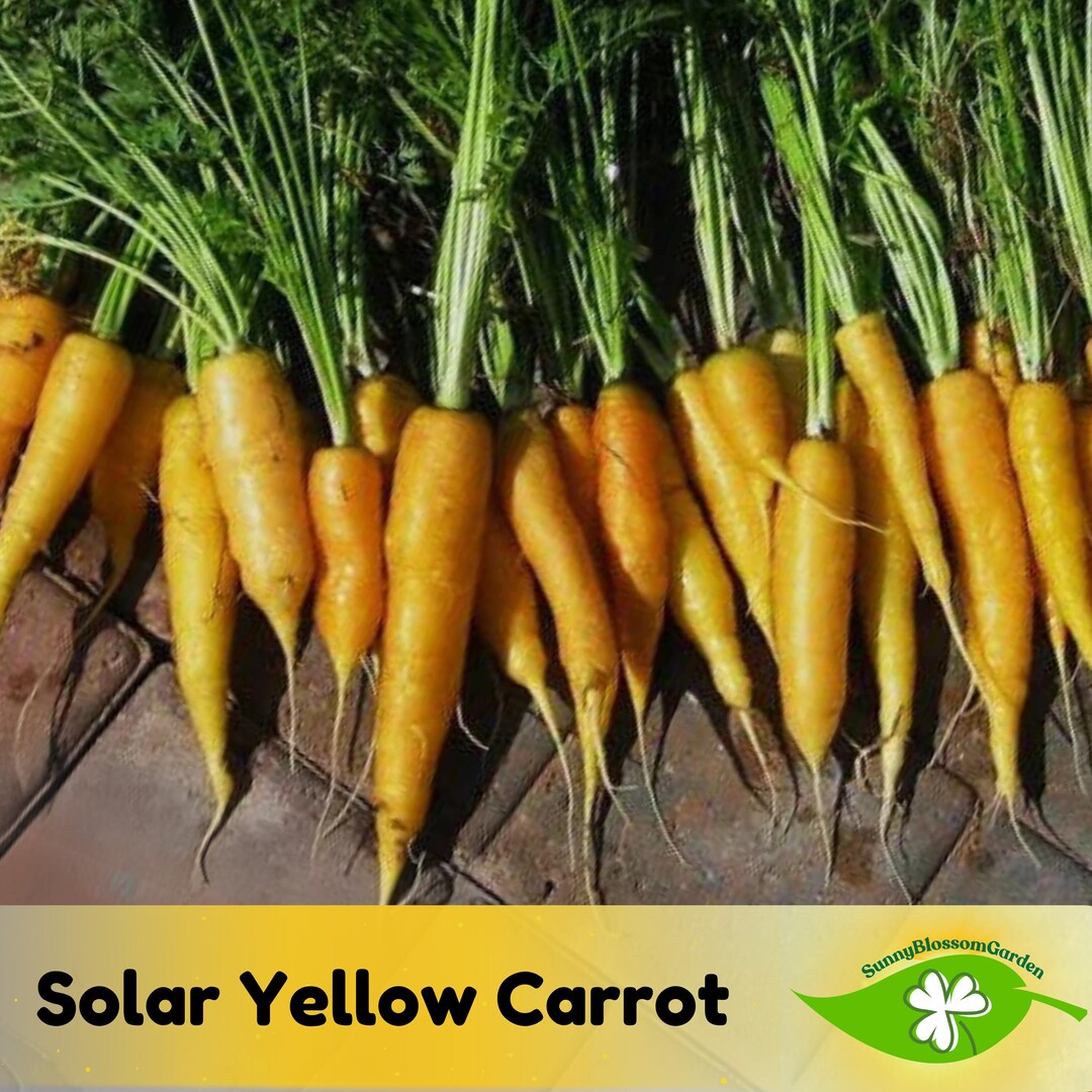 Solar Yellow Carrot Seeds: Heirloom, No GMO (20 Seeds) - Etsy