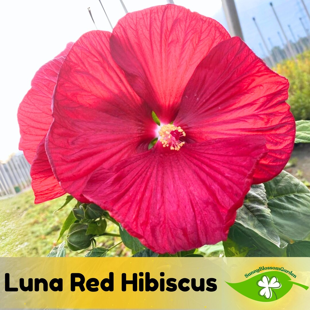 15+ Seeds| Luna Red - Hibiscus Moscheutos Seeds - Bush & Shrub Seeds ...