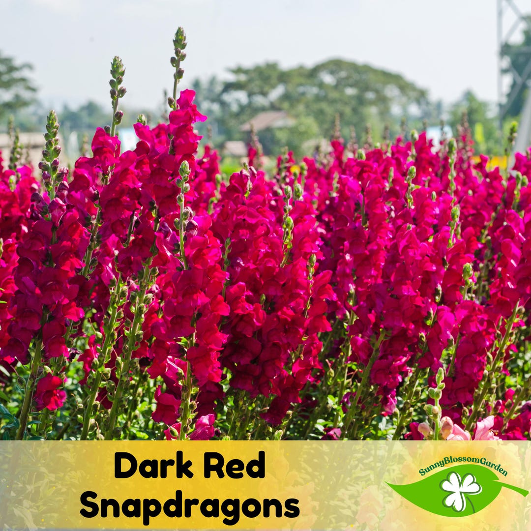 15+ Seeds| Dark Red Snapdragons Seeds - Cold Resistant - Attracts ...