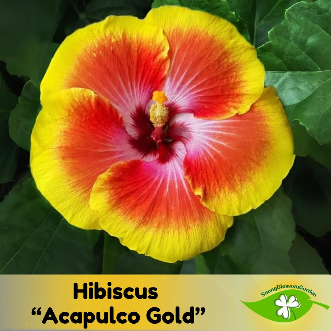 15+ Seeds| Hibiscus “acapulco Gold” Seeds - Bush & Shrub Seeds - Fast ...