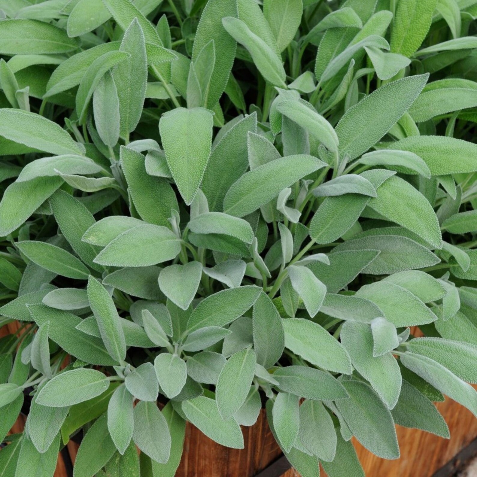 20 Seeds| Broadleaf Sage Seeds - Garden Sage - Common Sage - Salvia ...