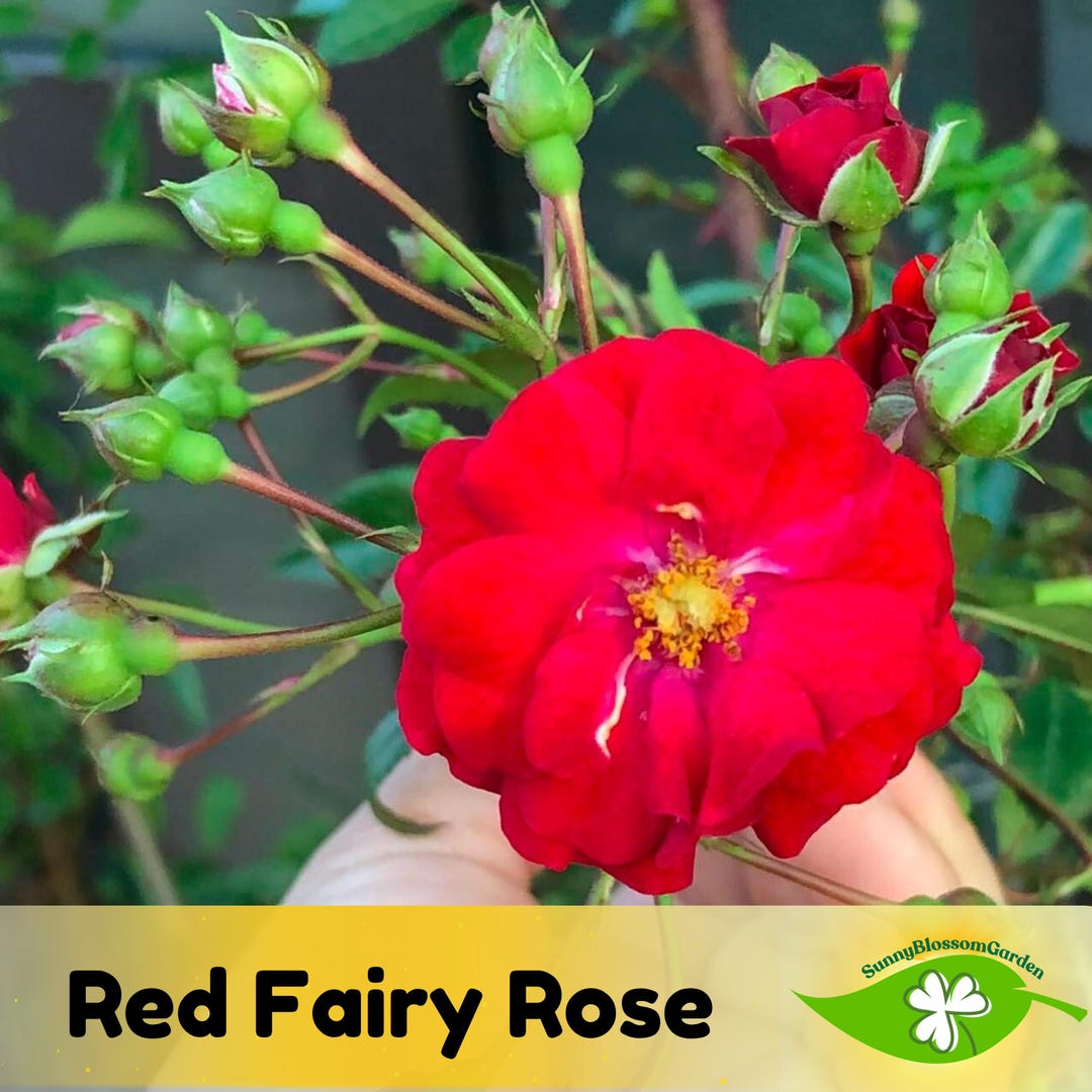 15+ Seeds| Red Fairy Rose Seeds - Flower Seeds - Rose Garden ...