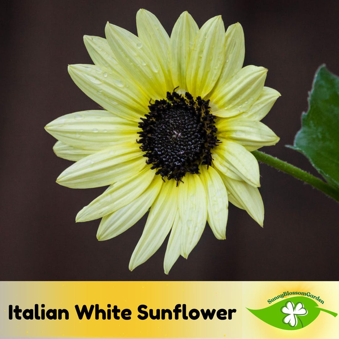 13+ Seeds| Italian White Sunflowers Seeds - Helianthus - Annual ...