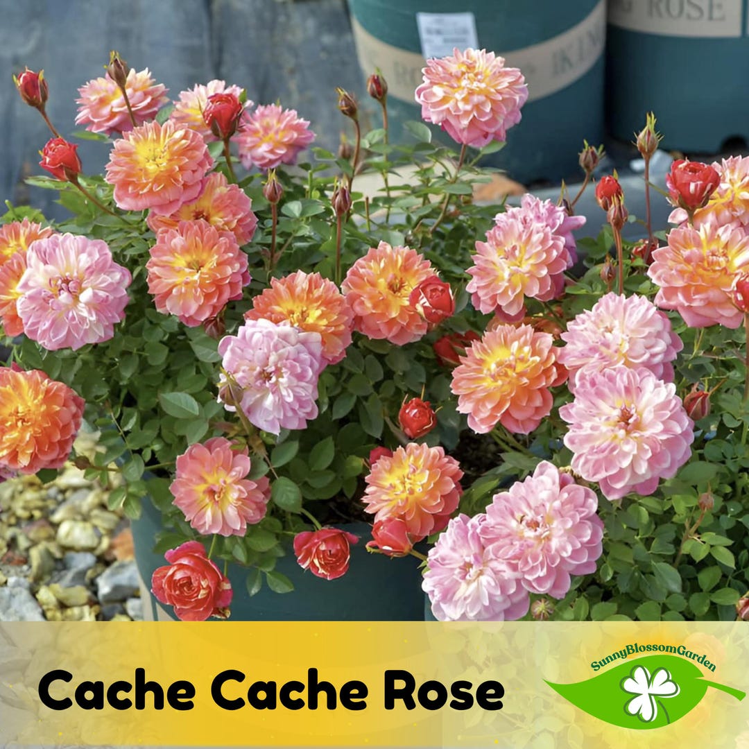 15+ Seeds| Cache Cache Rose Seeds - Rosa - Perennial - Flower Garden ...
