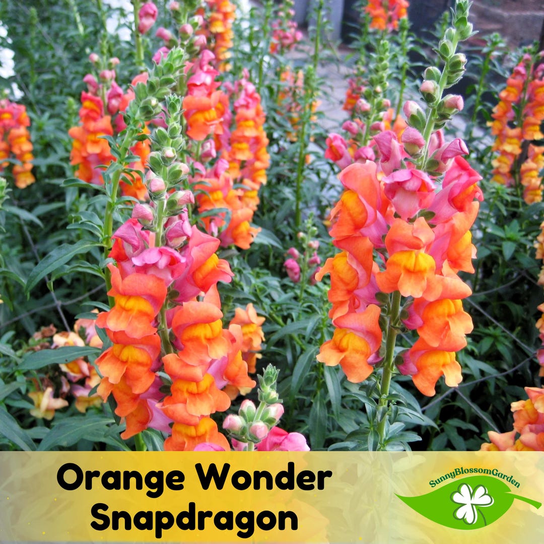 15+ Seeds| Orange Wonder Snapdragon Seeds - Cold Resistant -attracts ...