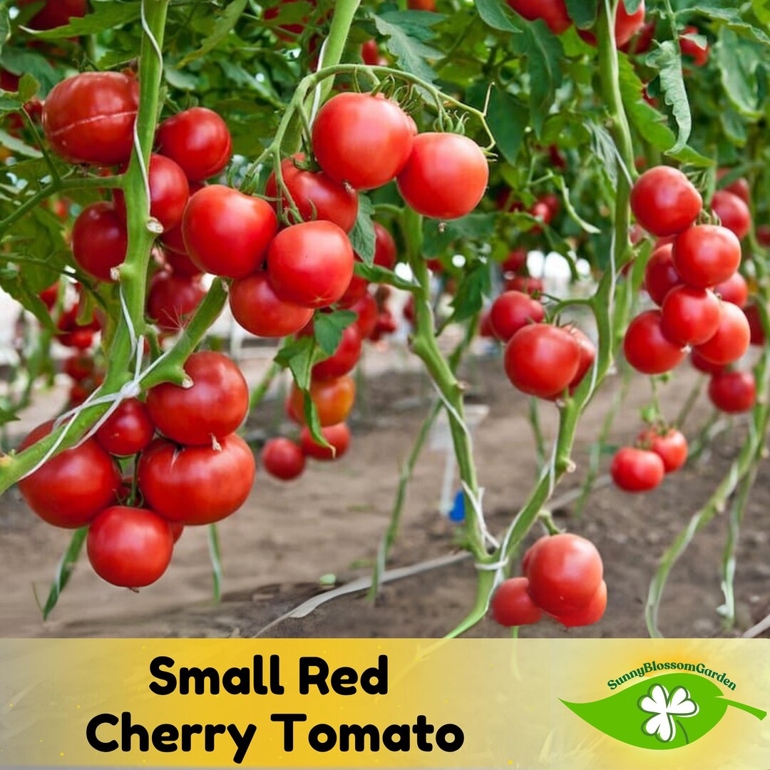 Small Red Cherry Tomato Seeds: Heirloom, Non-gmo (15 Seeds) - Etsy
