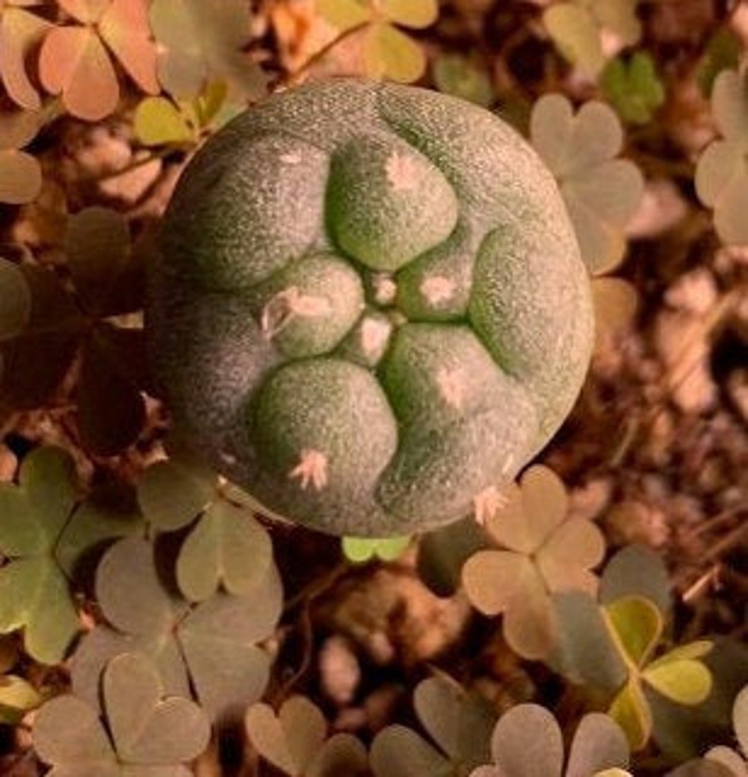 LW Mixed Var.--250 Seeds--viable From 2025 Fruit - Etsy