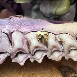 14K Solid Yellow, Rose, White Gold Poisoned Apple Piercing, Body Jewelry, 25g Threadless Pin ...