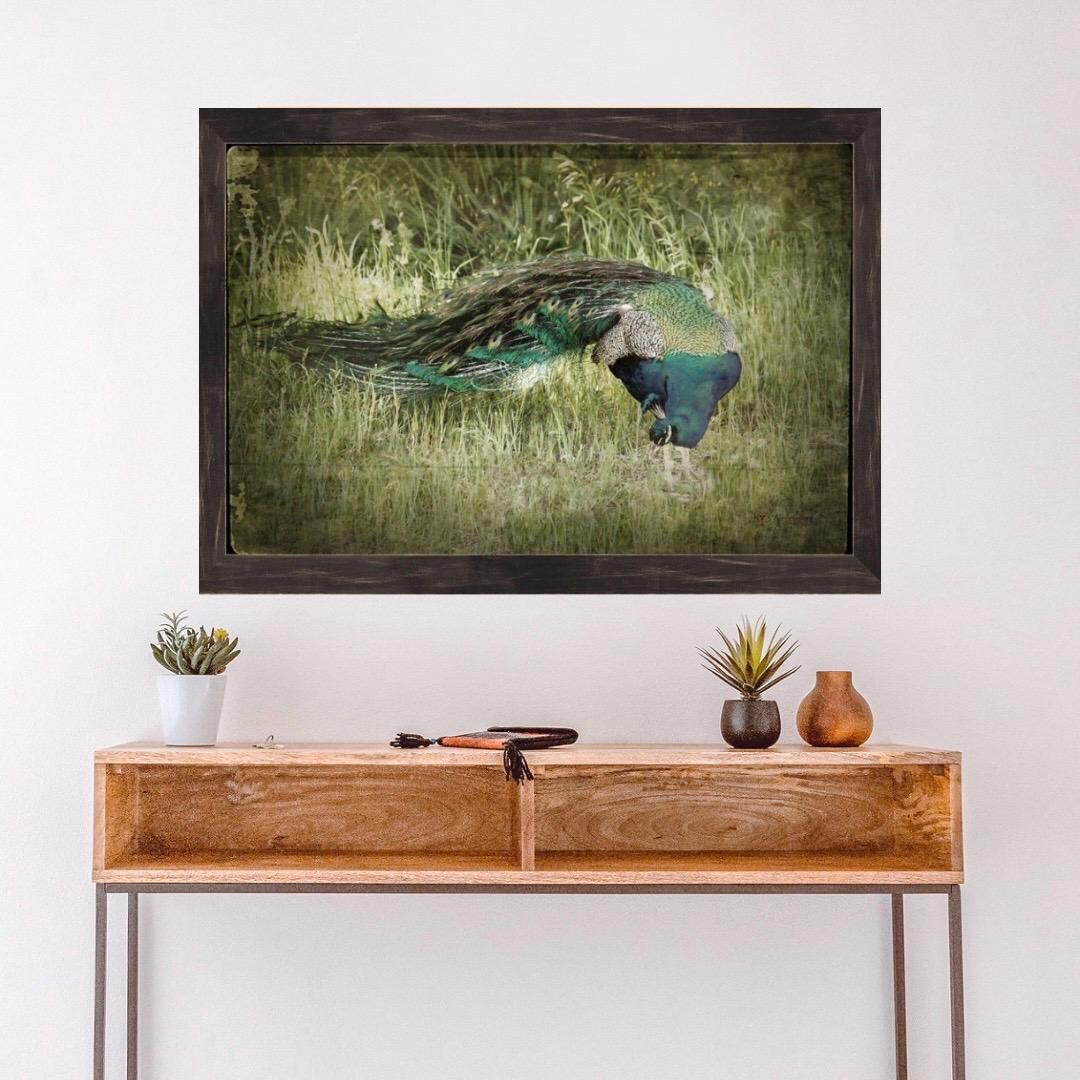 Peacock Sam Wall Art - Etsy