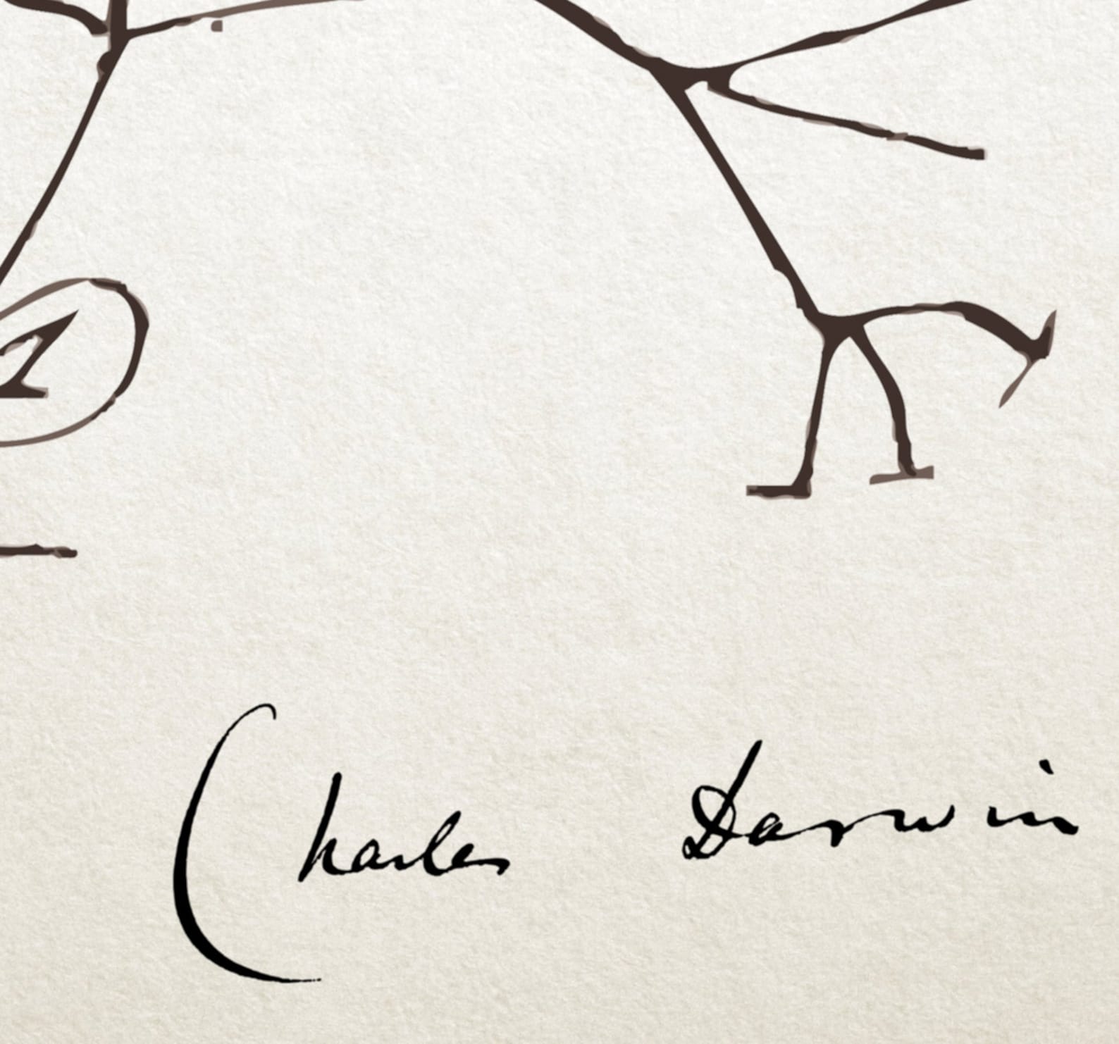 Charles Darwin, 'I Think' Quote: Darwin Print, Poster, Art, Gift ...