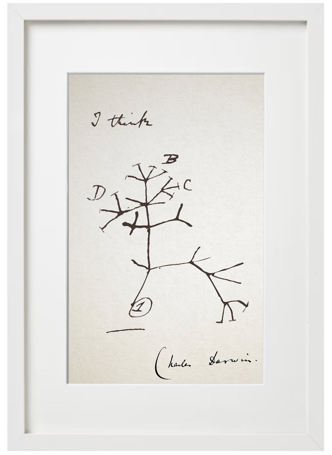 Charles Darwin, 'I Think' Quote: Darwin Print, Poster, Art, Gift ...