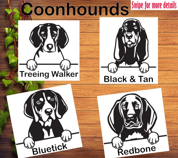 Black And Tan Coonhound Treeing