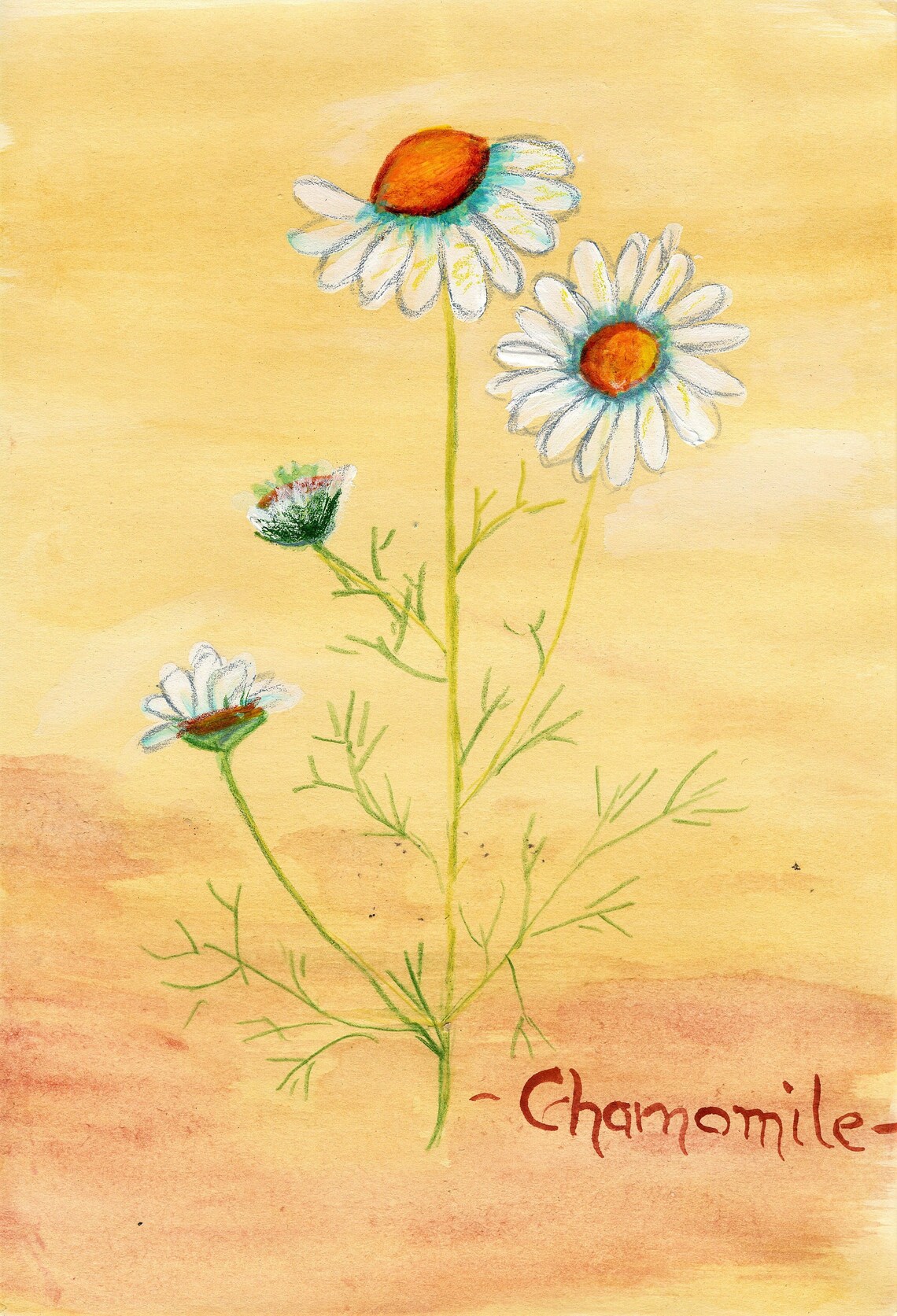 Giclee Watercolor Print Chamomile - Etsy UK
