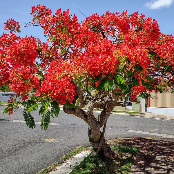 Royal Poinciana Tree - Etsy