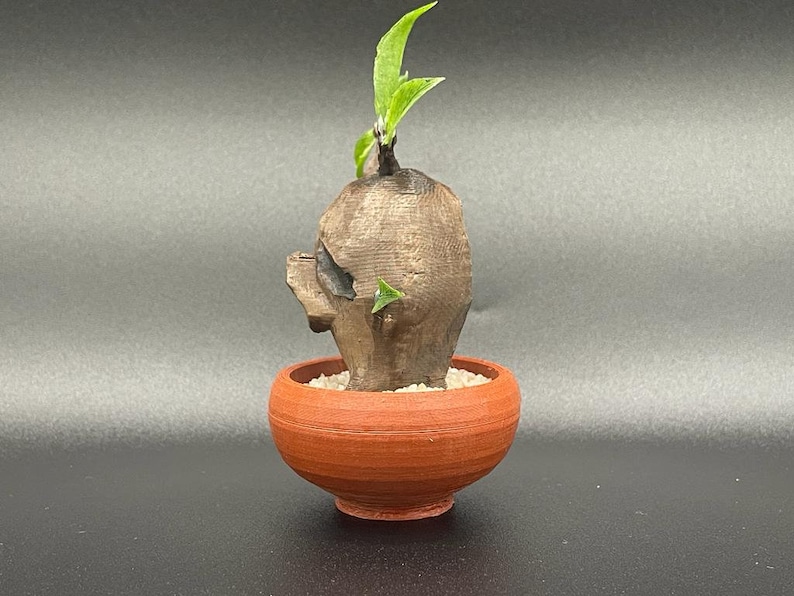 Deku Butler's Son 3D Print - Etsy