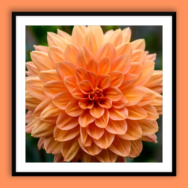 Dahlia Flower Print - Etsy