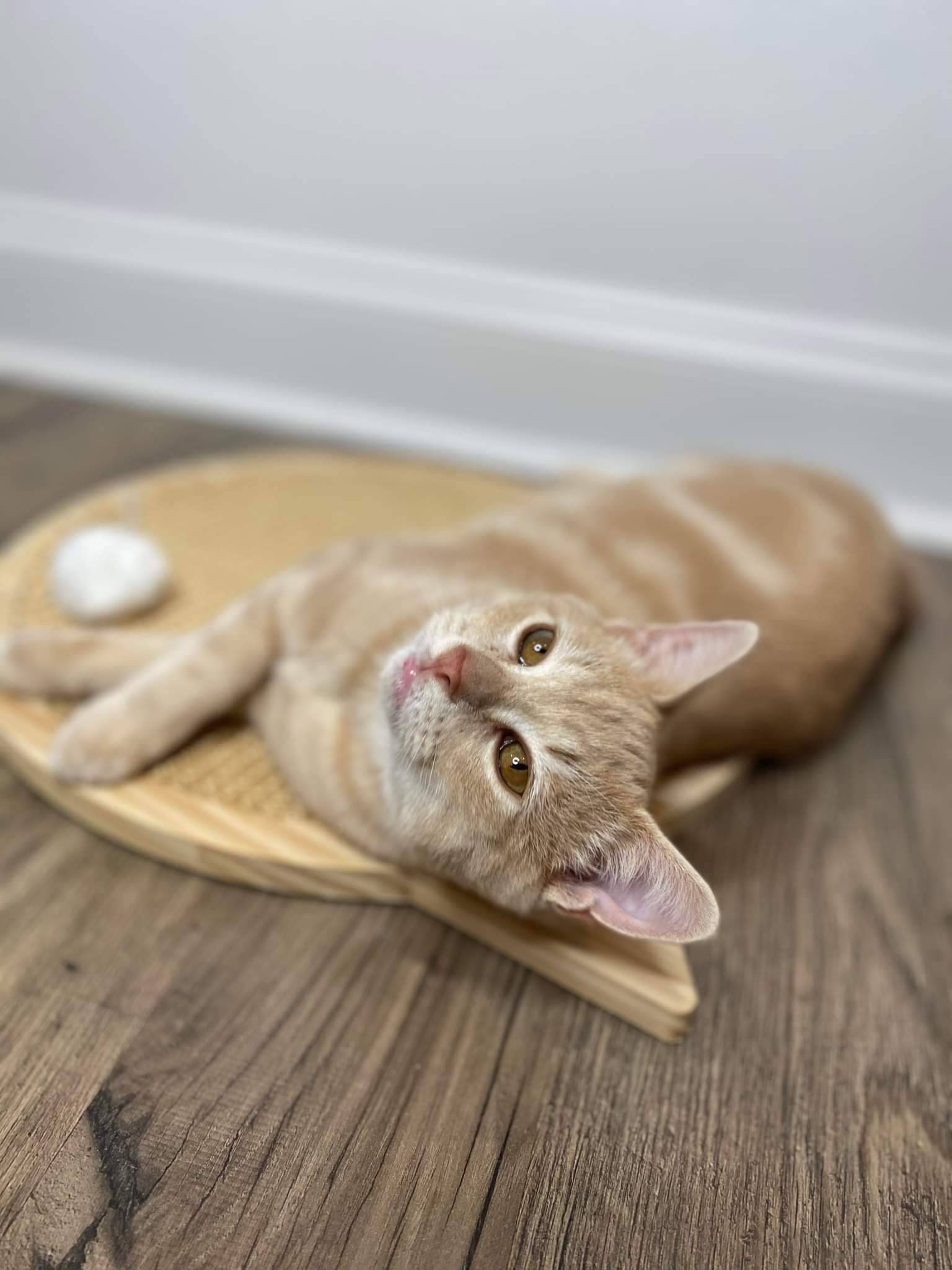 Handmade Wooden Cat Scratch Pad aka the papa Pad - Etsy