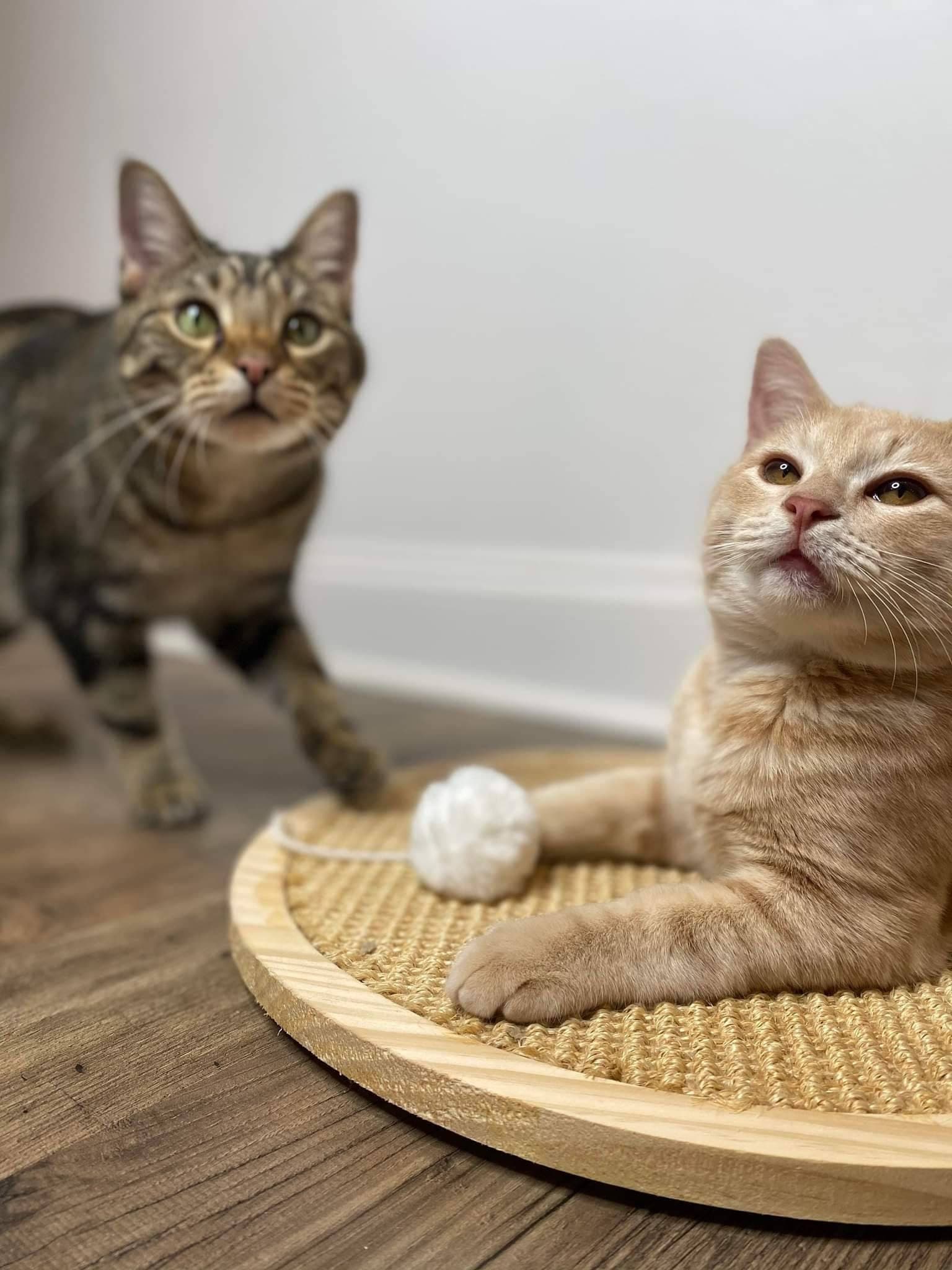 Handmade Wooden Cat Scratch Pad aka the papa Pad - Etsy