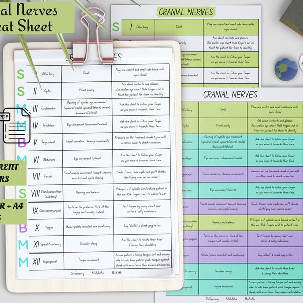 Cranial Nerves - Etsy