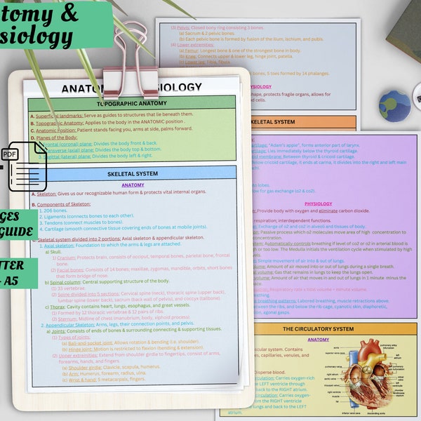 Anatomy Study Guide - Etsy